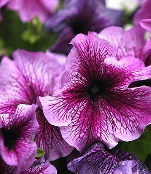 Guide to Growing Petunias | Perth Gardening Experts
