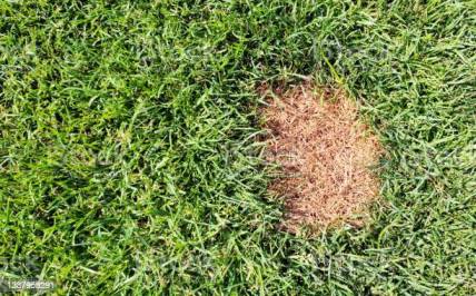 How to Get a Greener Lawn in 10 Simple Steps | Perth Gardening Experts