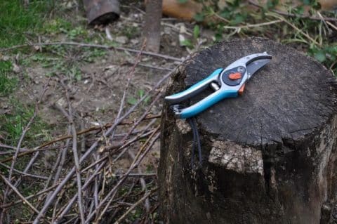 What is Pruning? Everything You Need to Know | Perth Gardening Experts