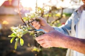 What is Pruning? Everything You Need to Know | Perth Gardening Experts