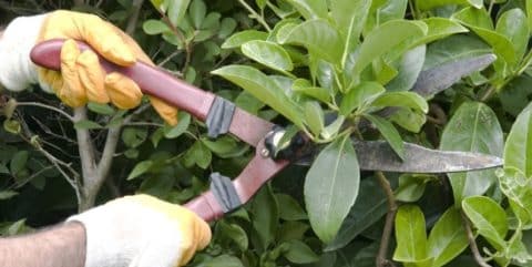 What is Pruning? Everything You Need to Know | Perth Gardening Experts