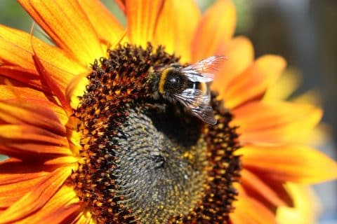 30 Useful Gardening Tips | Perth Gardening Experts Blog